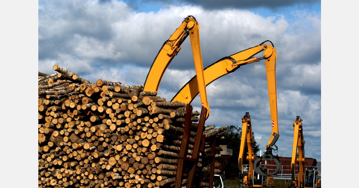 German timber market shows mixed signals in June