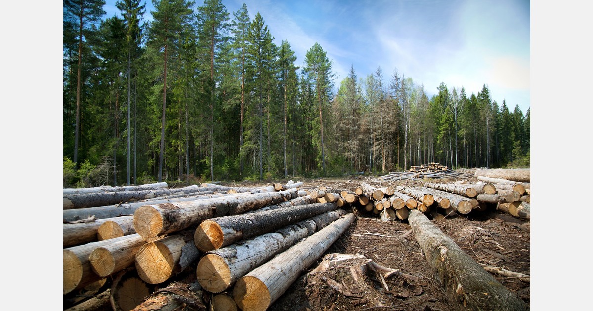 Timber shortage pushes German wood prices to record highs