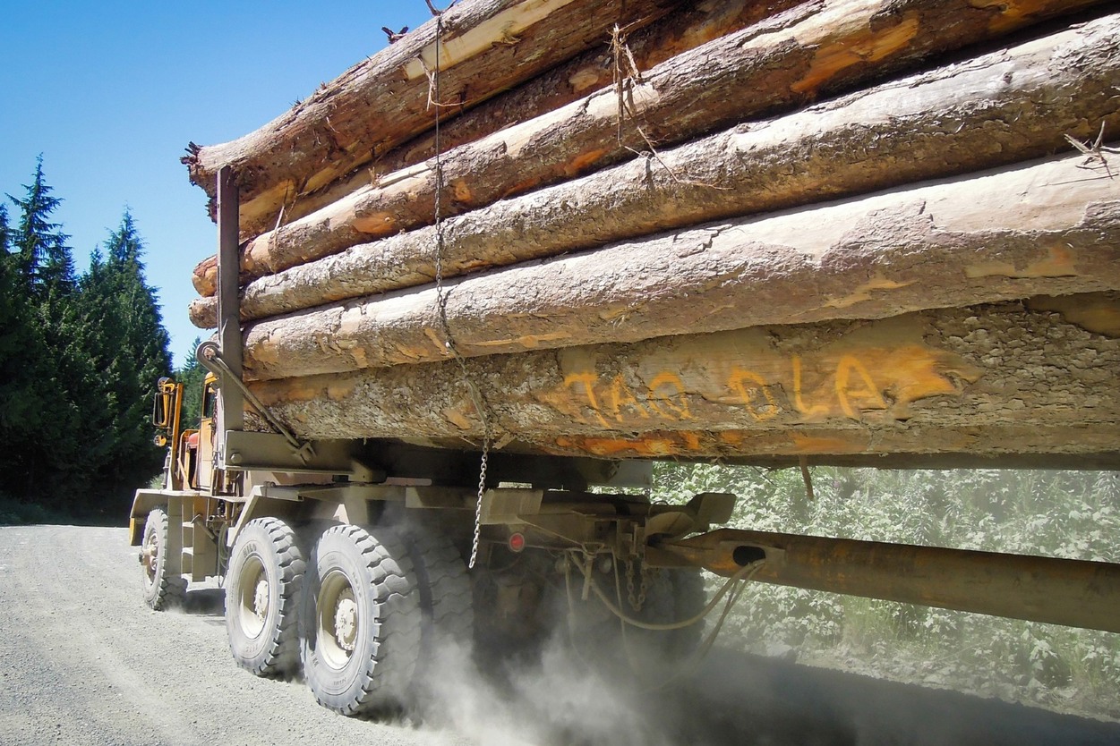 US timber exports to Philippines rise amid domestic shortfall